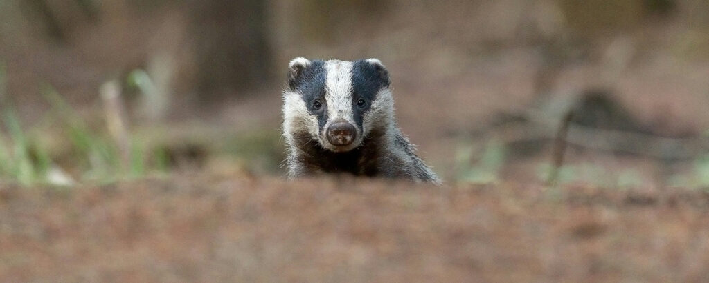 Cornwall Gold - Cornwall Gold Site of Special Scientific Interest Where ...